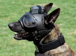 MOHOC Camera – K9 Pro - The K9 Professionals