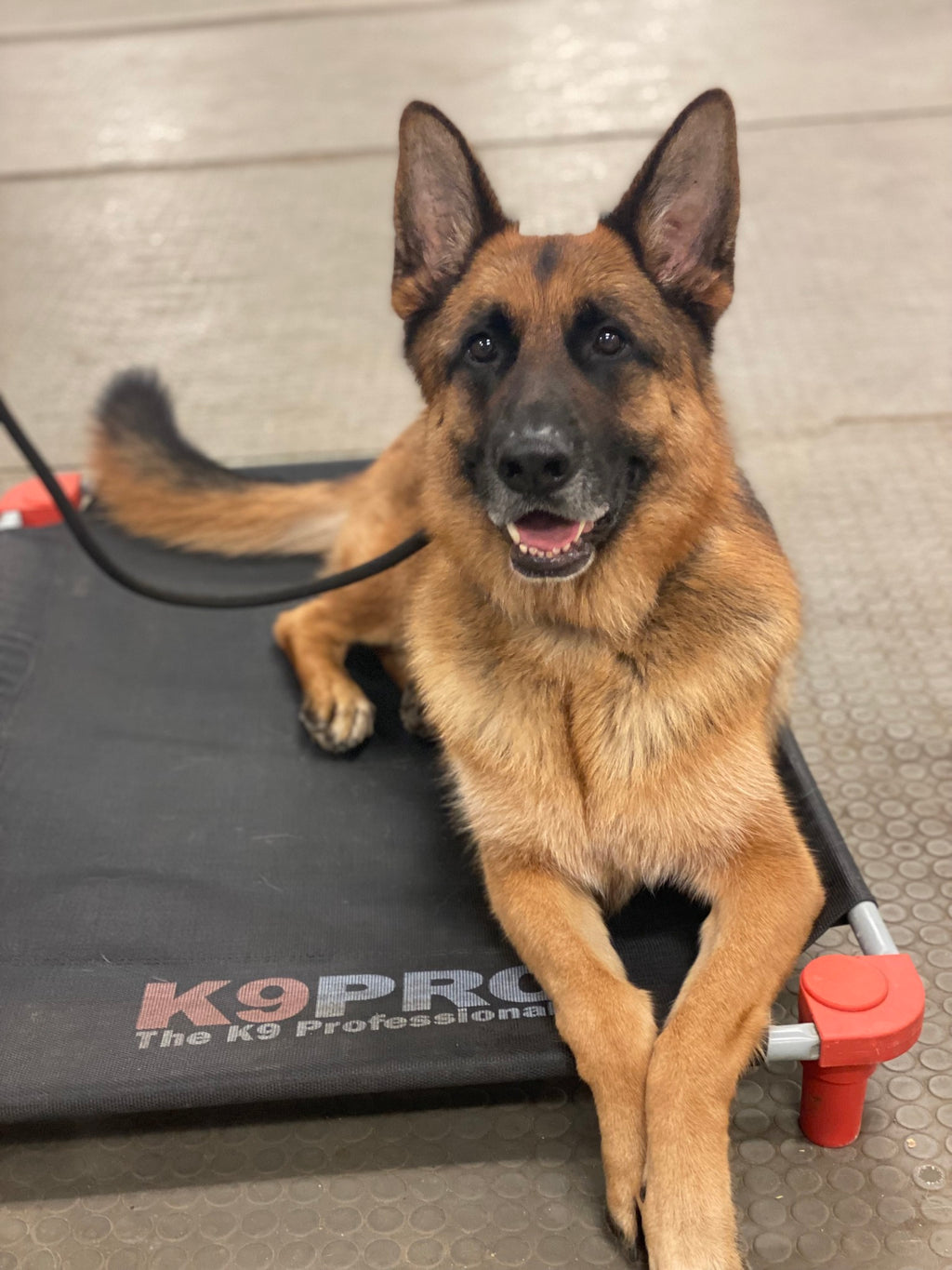 New & Featured Products – K9 Pro - The K9 Professionals