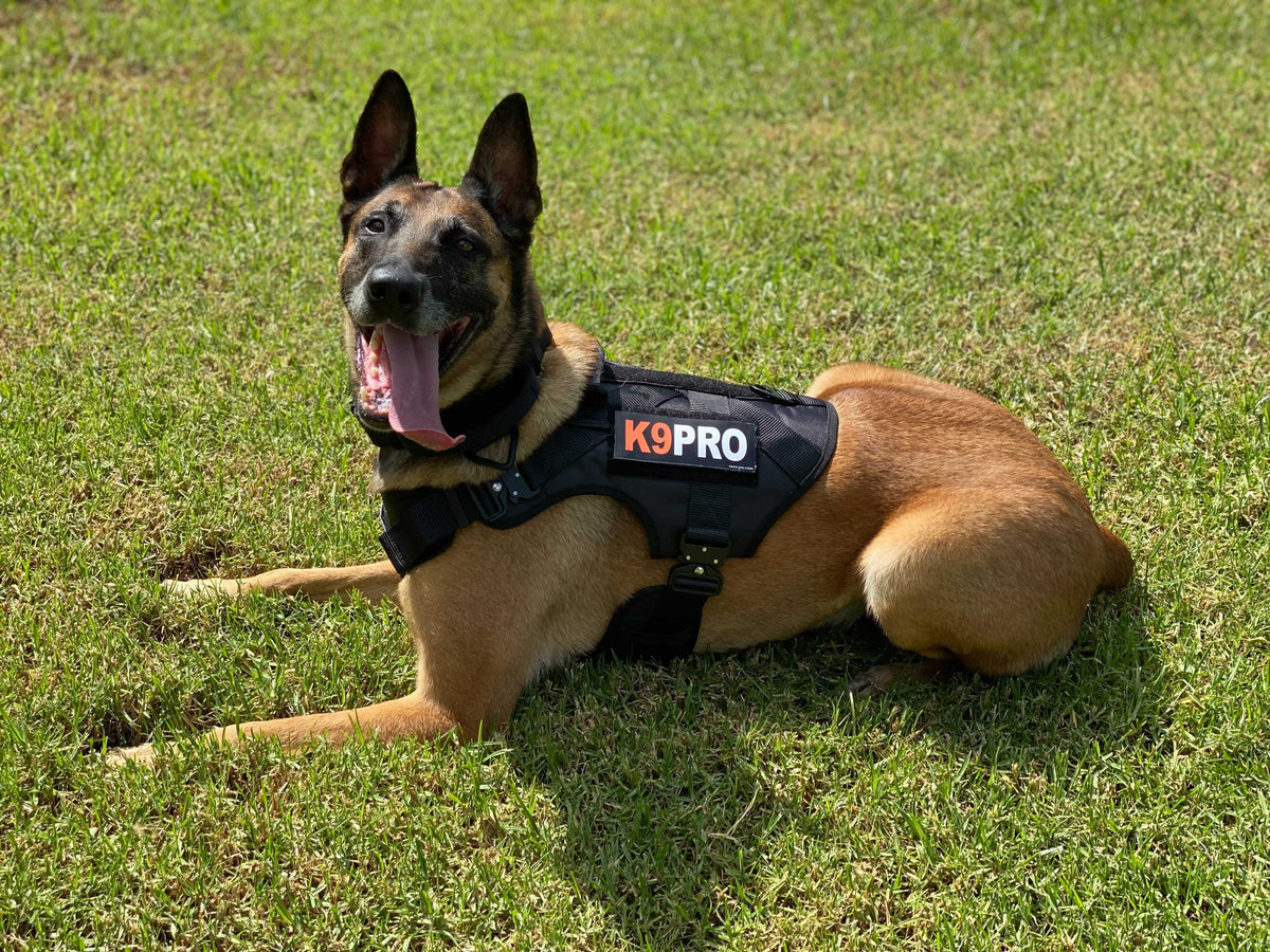 Harnesses – K9 Pro - The K9 Professionals