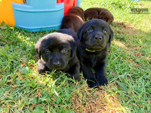 Puppy Products – K9 Pro - The K9 Professionals