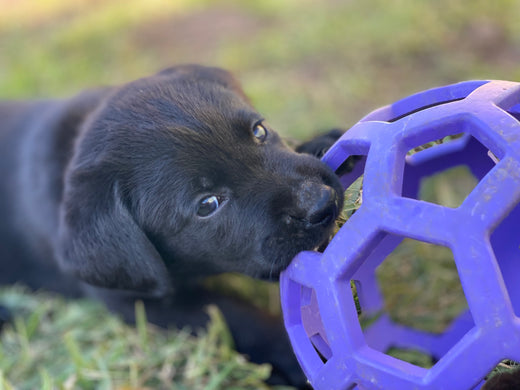 K9Pro - The K9 Professionals – K9 Pro - The K9 Professionals
