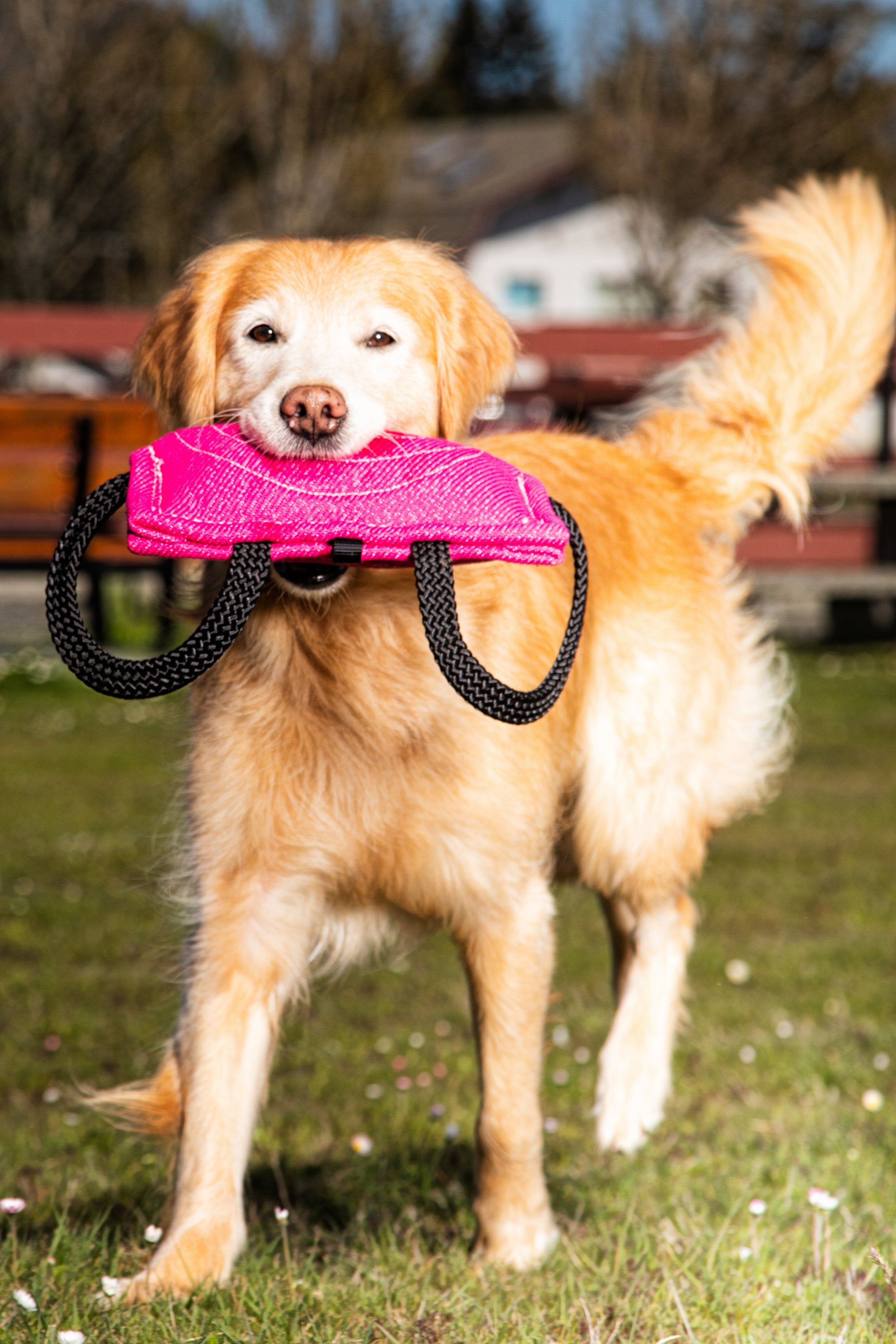 K9Pro - The K9 Professionals – K9 Pro - The K9 Professionals