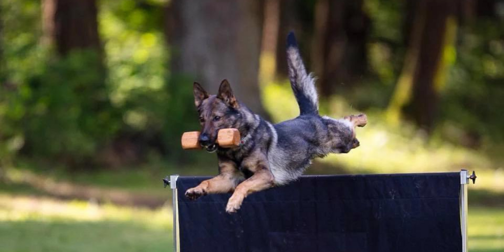 Contact K9Pro - The K9Professionals – K9 Pro - The K9 Professionals