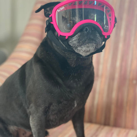 K9 Pro SHOP – K9 Pro - The K9 Professionals
