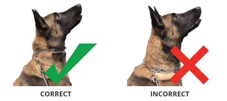 K9 Pro Australian Made Prong Collars – K9 Pro - The K9 Professionals