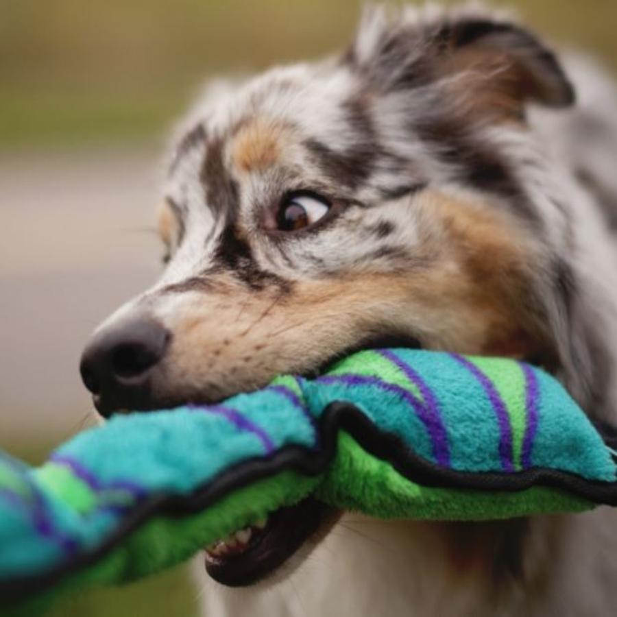 Invincibles Snake 6 Squeaker – K9 Pro - The K9 Professionals