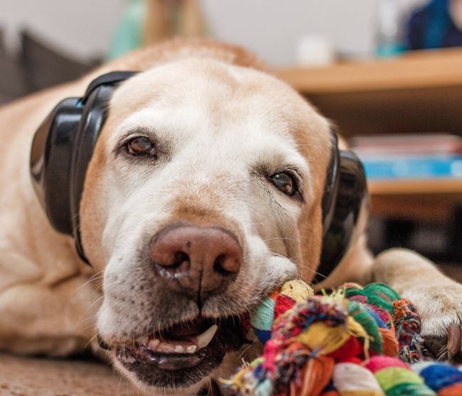 Mutt Muffs at K9Pro - Best price in Australia – K9 Pro - The K9 ...